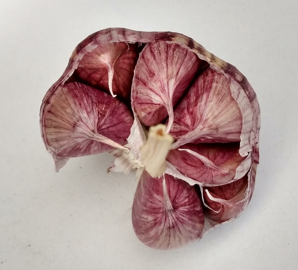 Garlic – Crowbourne Farm