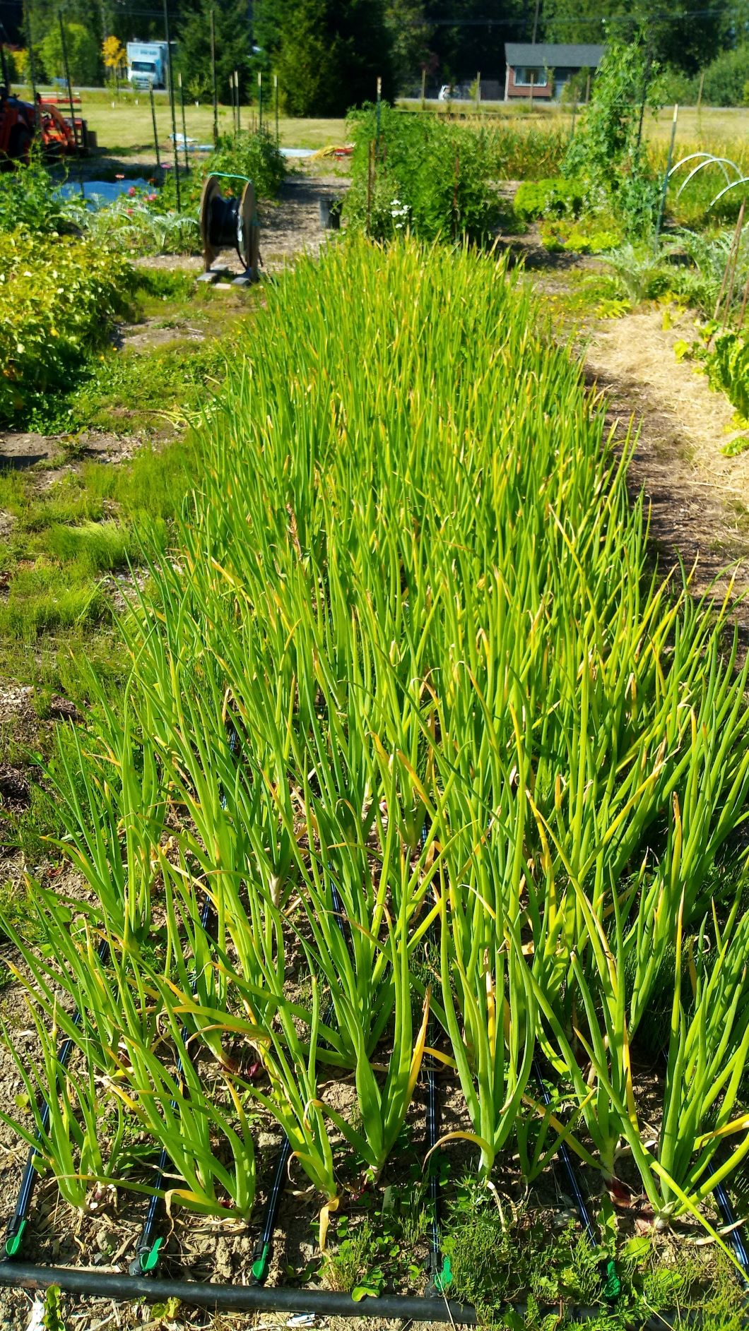 Garlic – Crowbourne Farm