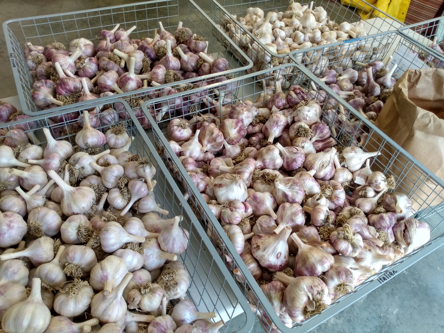 Garlic – Crowbourne Farm