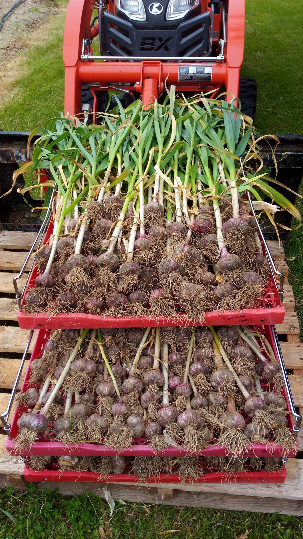 Garlic – Crowbourne Farm