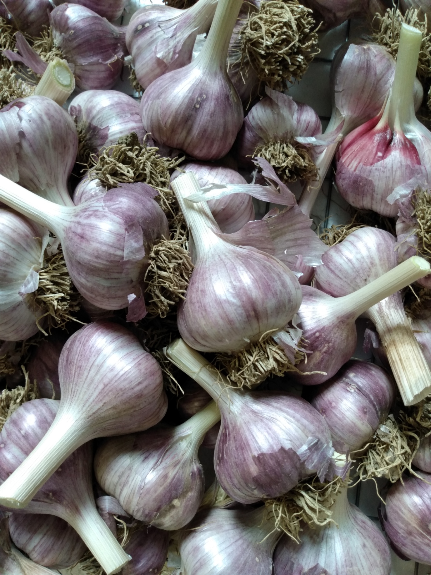 Garlic – Crowbourne Farm